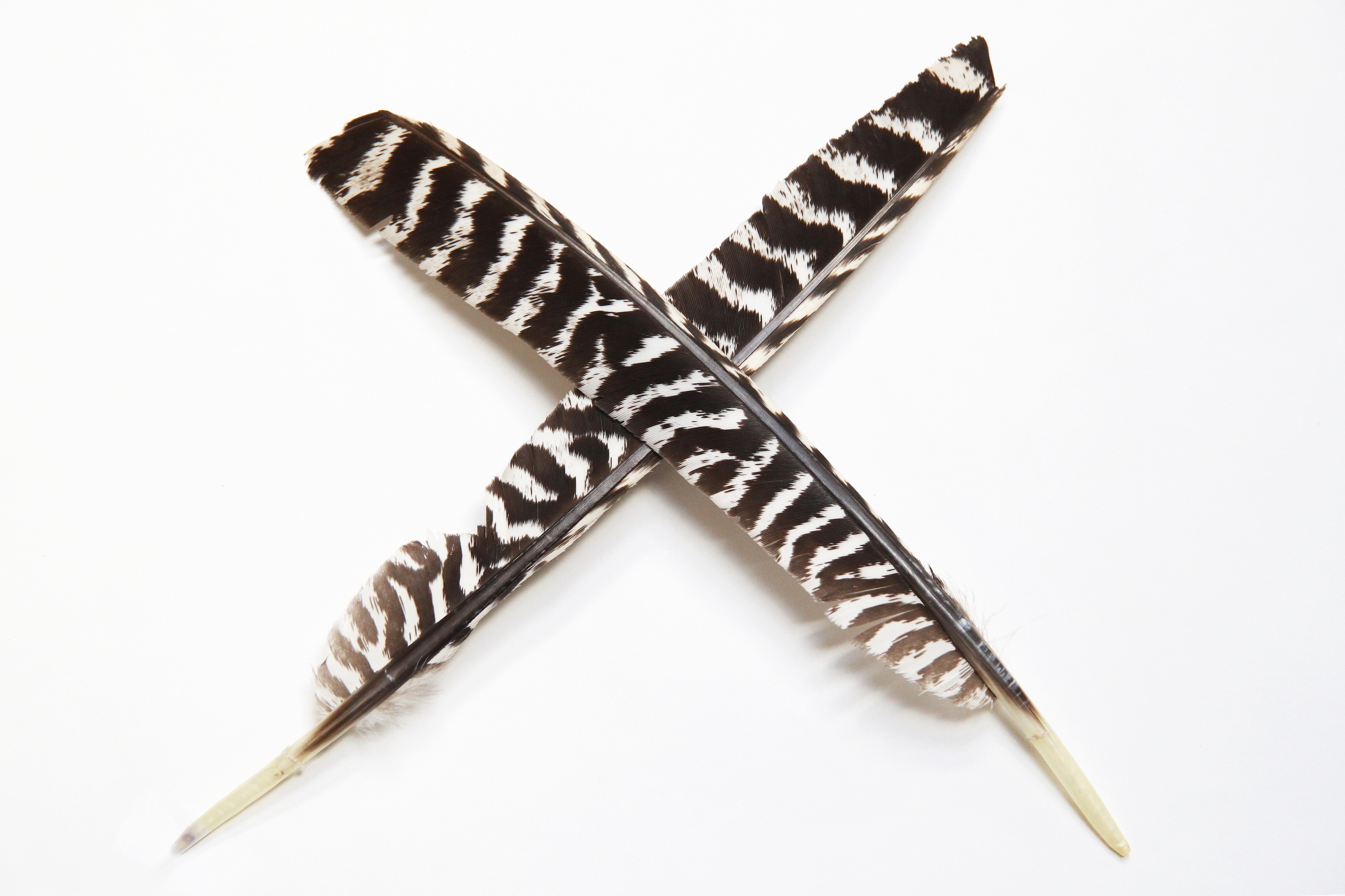 Wild Turkey Wing Feathers STILL